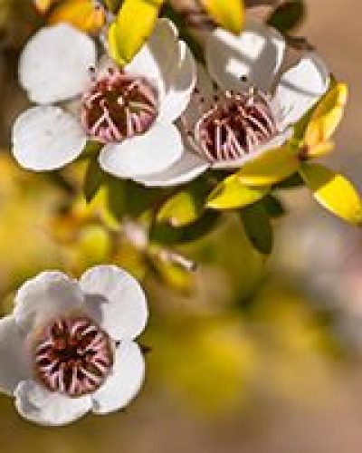 Kathleen ‘Clare’ Clare ADDISON - Obituaries - Lamb & Hayward