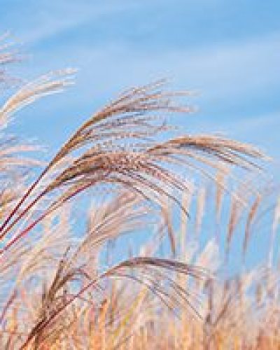 Sue Edith NIMMO - Obituaries - Lamb & Hayward